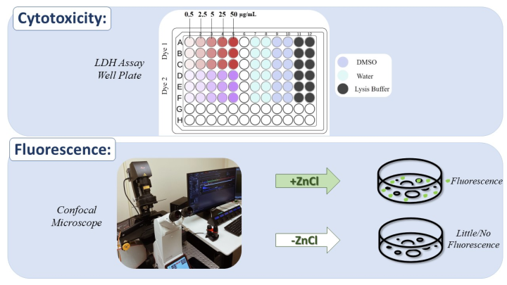 Assessment of fluorescent dye cytotoxicity - American Chemical Society