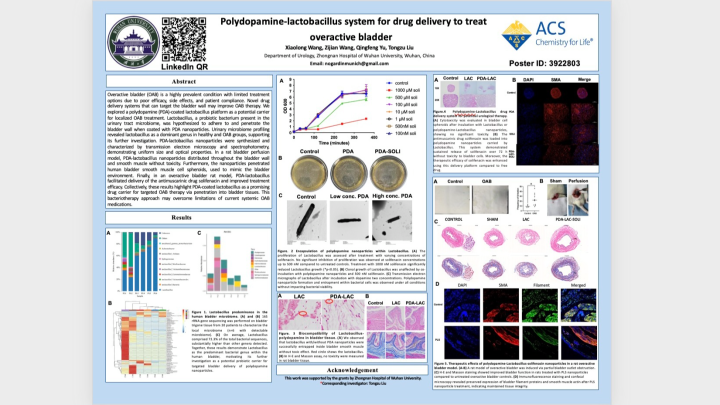 Polydopamine-Lactobacillus system for drug delivery to treat overactive ...