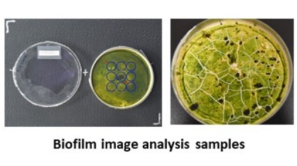 Characterization of biofilm growth on acrylic elastomeric coatings with ...