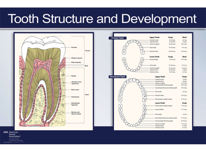 22" x 28" Unframed Wall Art, Tooth Structure and Development - American ...