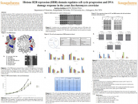 Histone H2B repression (HBR) domain regulates cell cycle progression ...