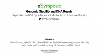 Replication and Cell Cycle Dependent Mechanisms of Genome Stability ...