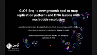 GLOE-Seq – A New Genomic Tool to Map Replication Patterns and DNA Lesions with Nucleotide ...