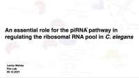 Short Talk: An Essential Role for the piRNA Pathway in Regulating the ...