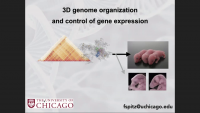 Functions and Regulation of 3D Genome Architecture - Keystone Symposia