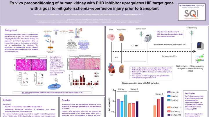 Ex Vivo Preconditioning of Human Kidney with PHD Inhibitor Upregulates ...