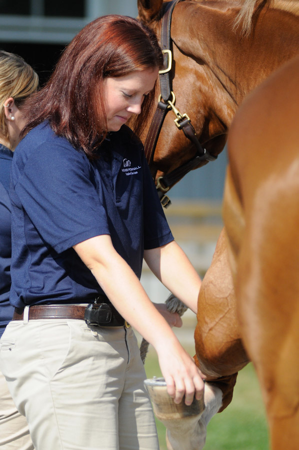 American Association of Equine Practitioners