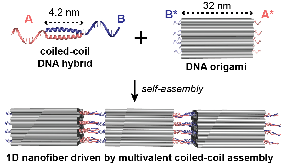 Hybrid nanomaterials through the self-assembly of coiled-coil peptides and DNA nanostructures ...