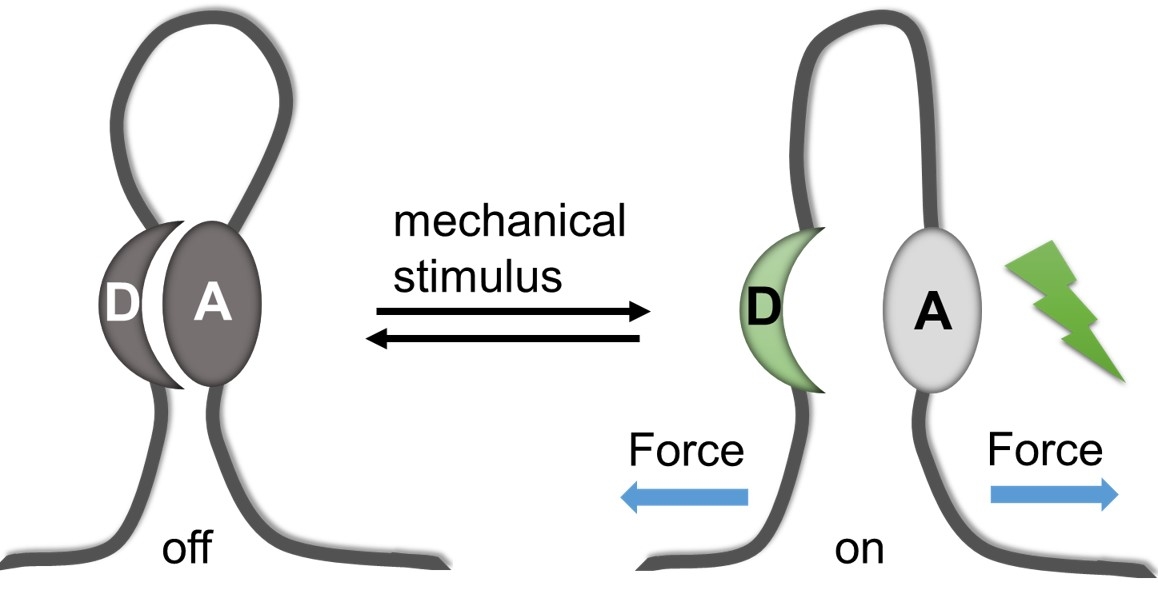Mechanochromic polymers based on supramolecular mechanophores ...
