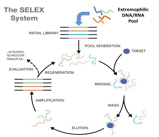 Utilizing extremophile DNA within Selex to select for aptamers that ...
