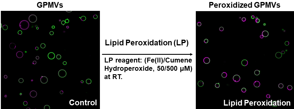 Lipid peroxidation enhances Lo/Ld domain phase separation in giant ...