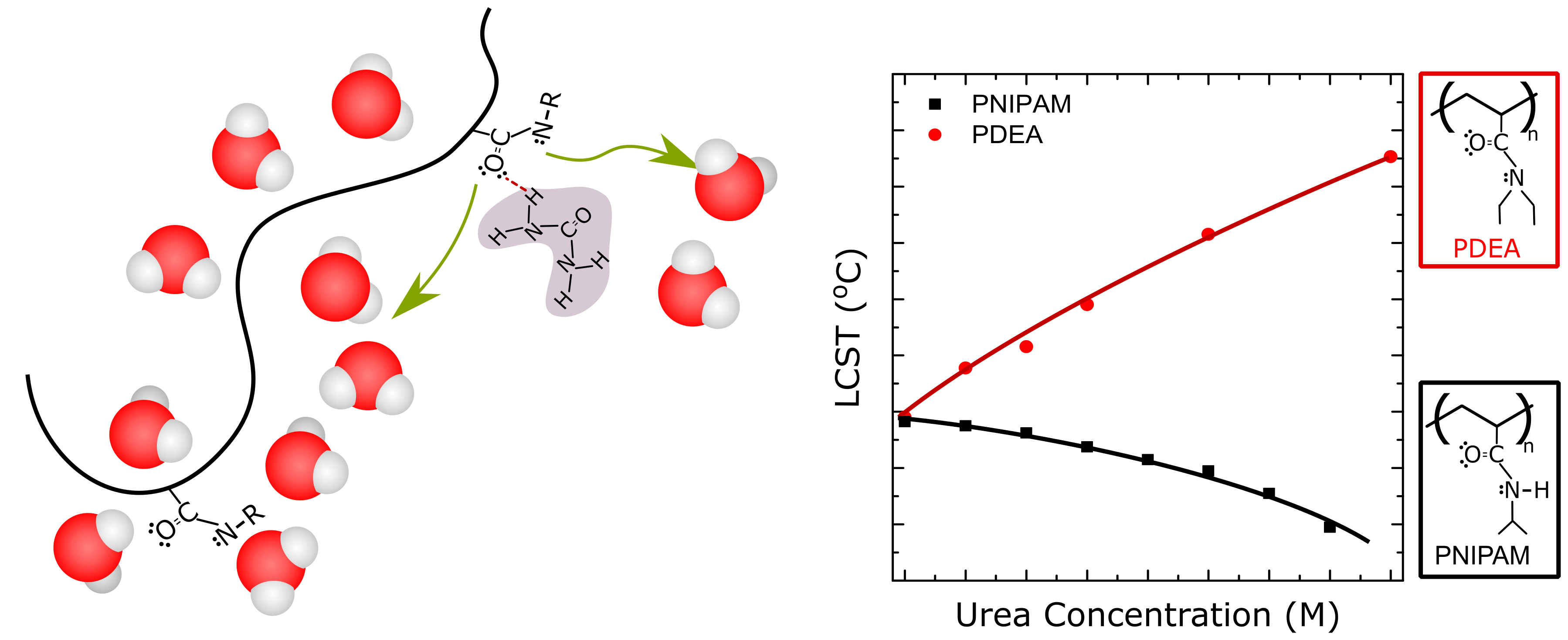 On the mechanism of macromolecule denaturation in aqueous urea ...