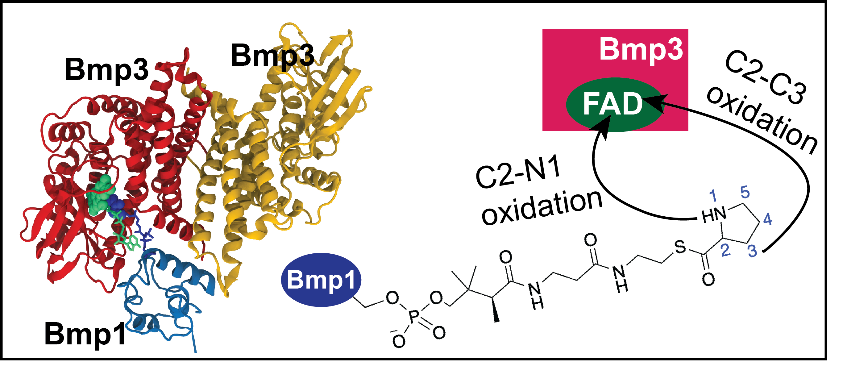 Resolving the hydride transfer pathway in Bmp3-catalyzed pyrrole ...