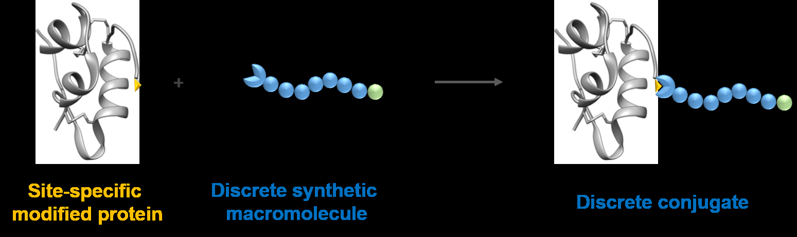 Polymer Of Protein