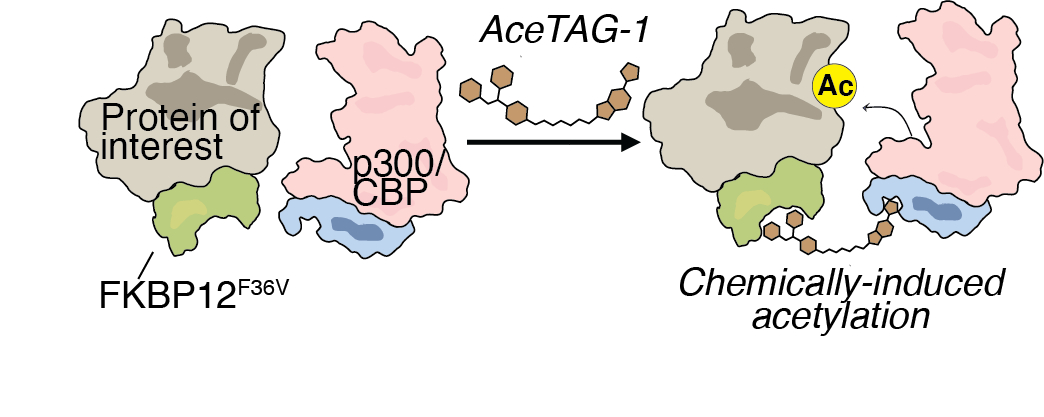 Targeted protein acetylation in cells using heterobifunctional ...