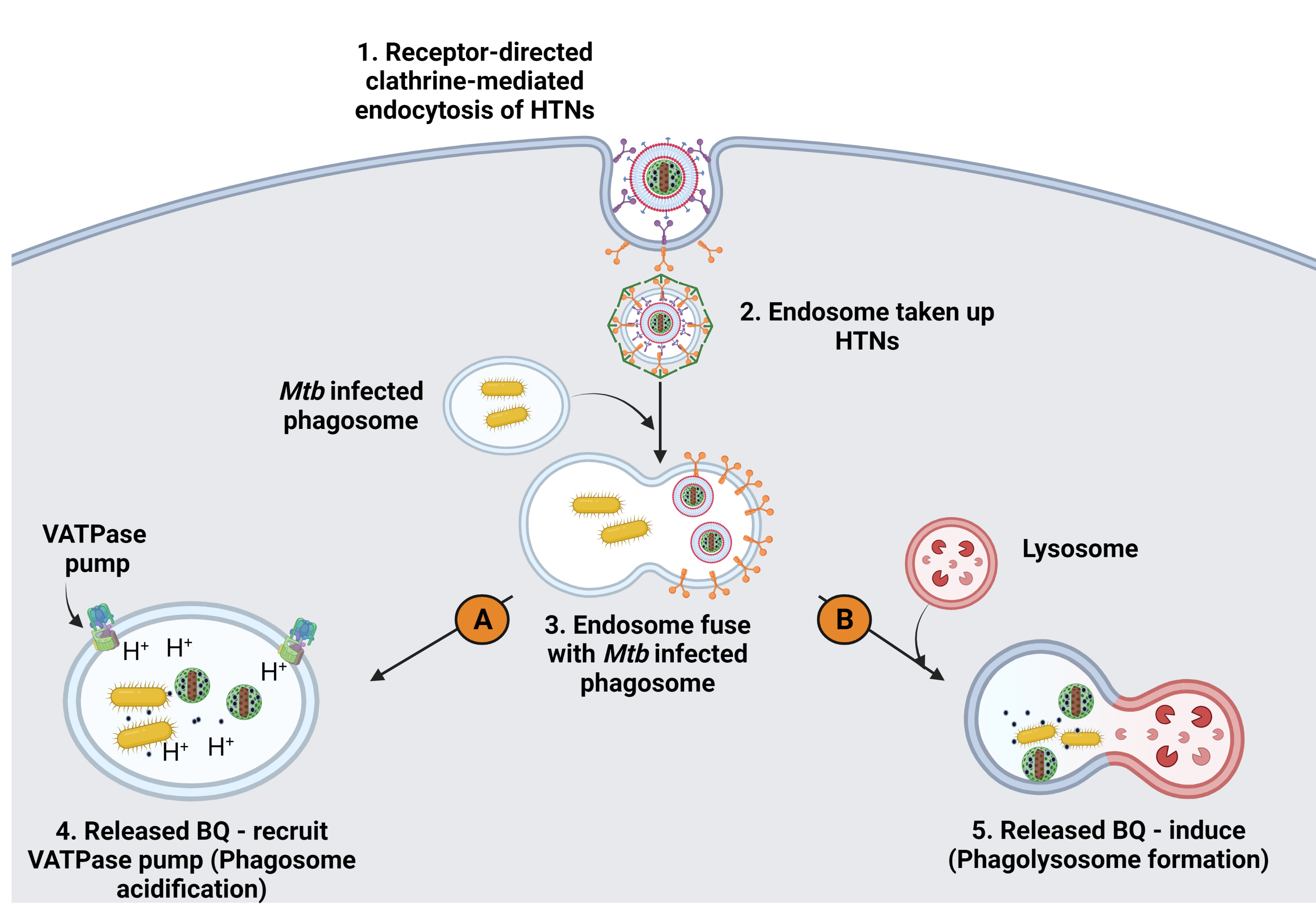Host targeted multifunctional nano-therapy for eradication of ...