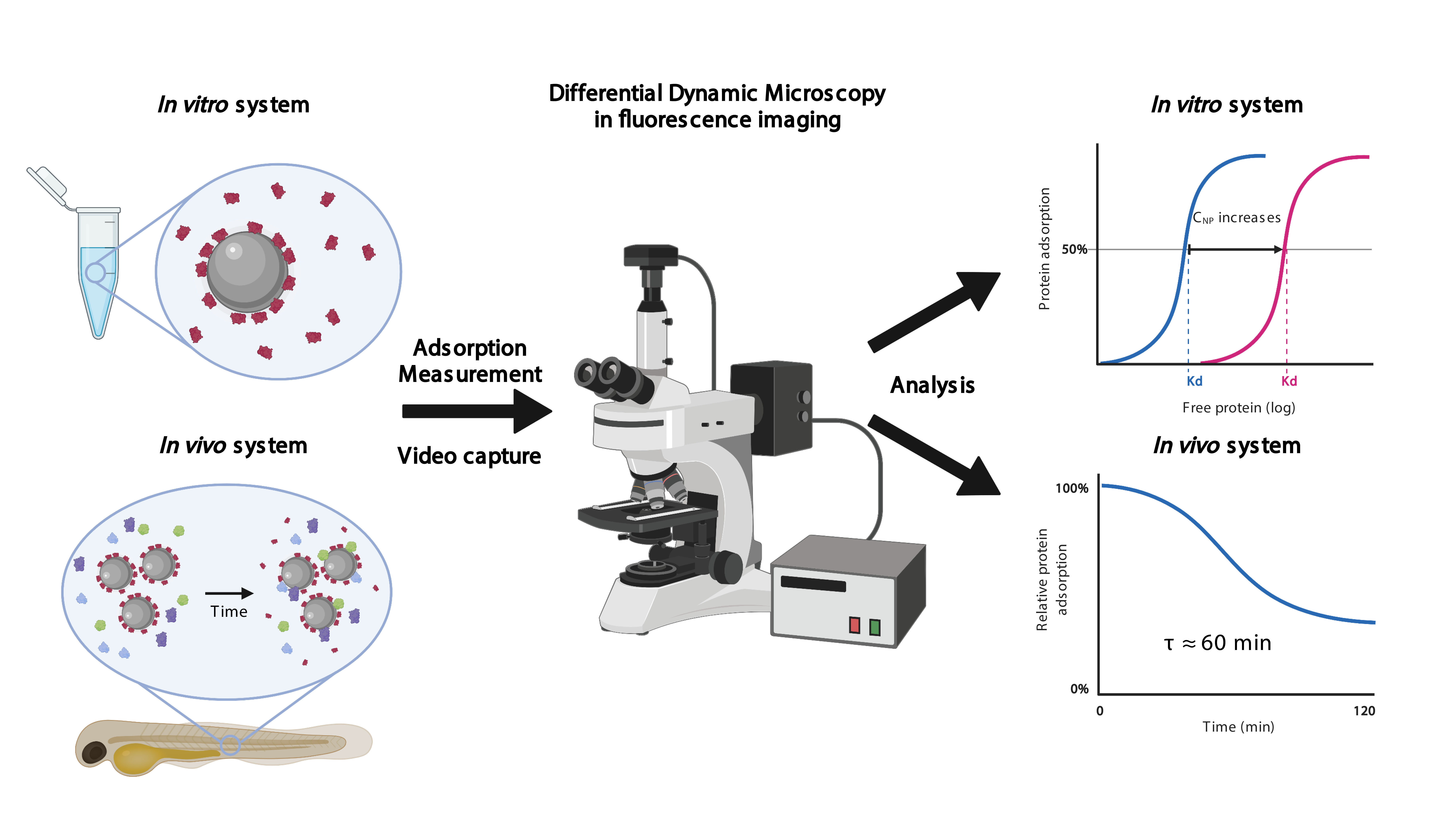 Resolving the protein corona mysteries under a microscope: A ...
