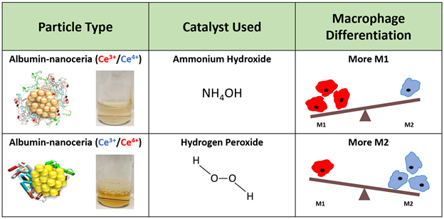 Catalyst-dependent synthesis of albumin-nanoceria to control particle ...