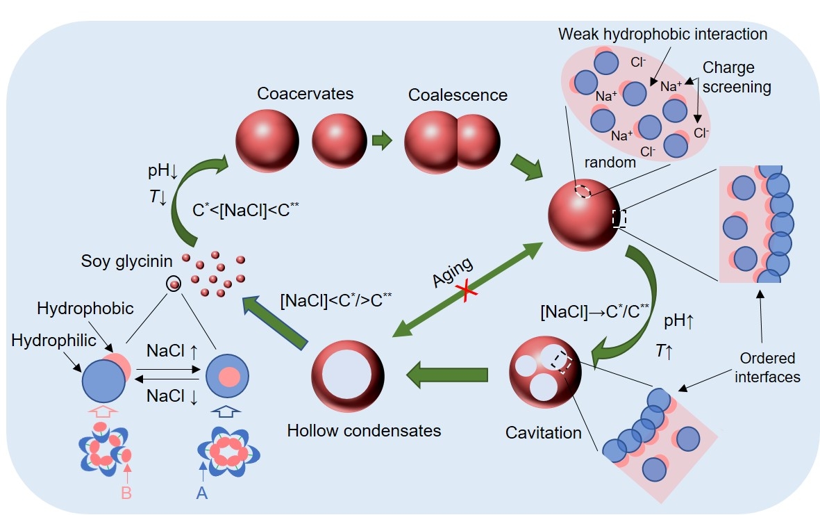 Simple coacervation of soy glycinin: Mechanism, hollow condensate ...