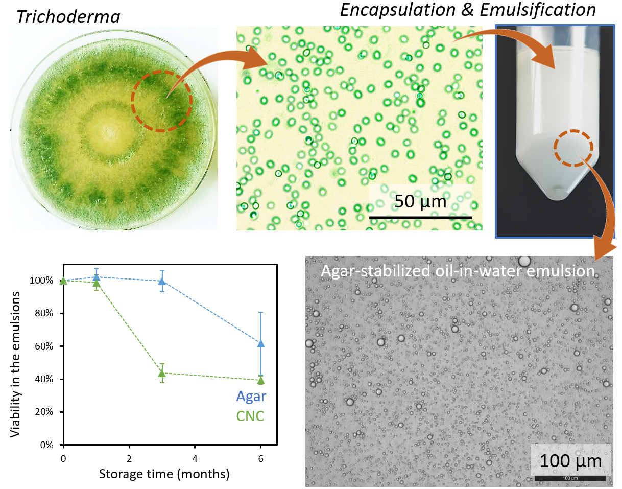 Biopolymer-stabilized emulsions for the encapsulation of Trichoderma conidia towards biological ...