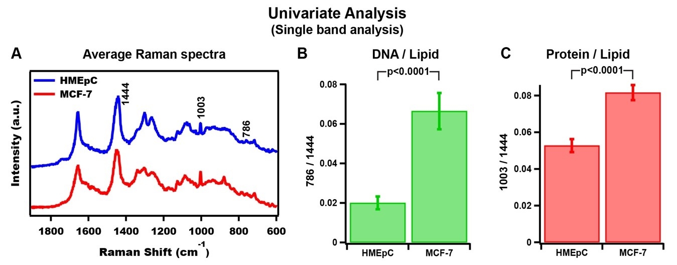 Explainable AI assisted identification of molecular signatures in Raman ...