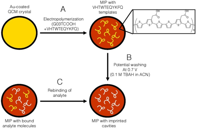 Electrochemically molecularly imprinted polymers (E-MIPS): artificial ...