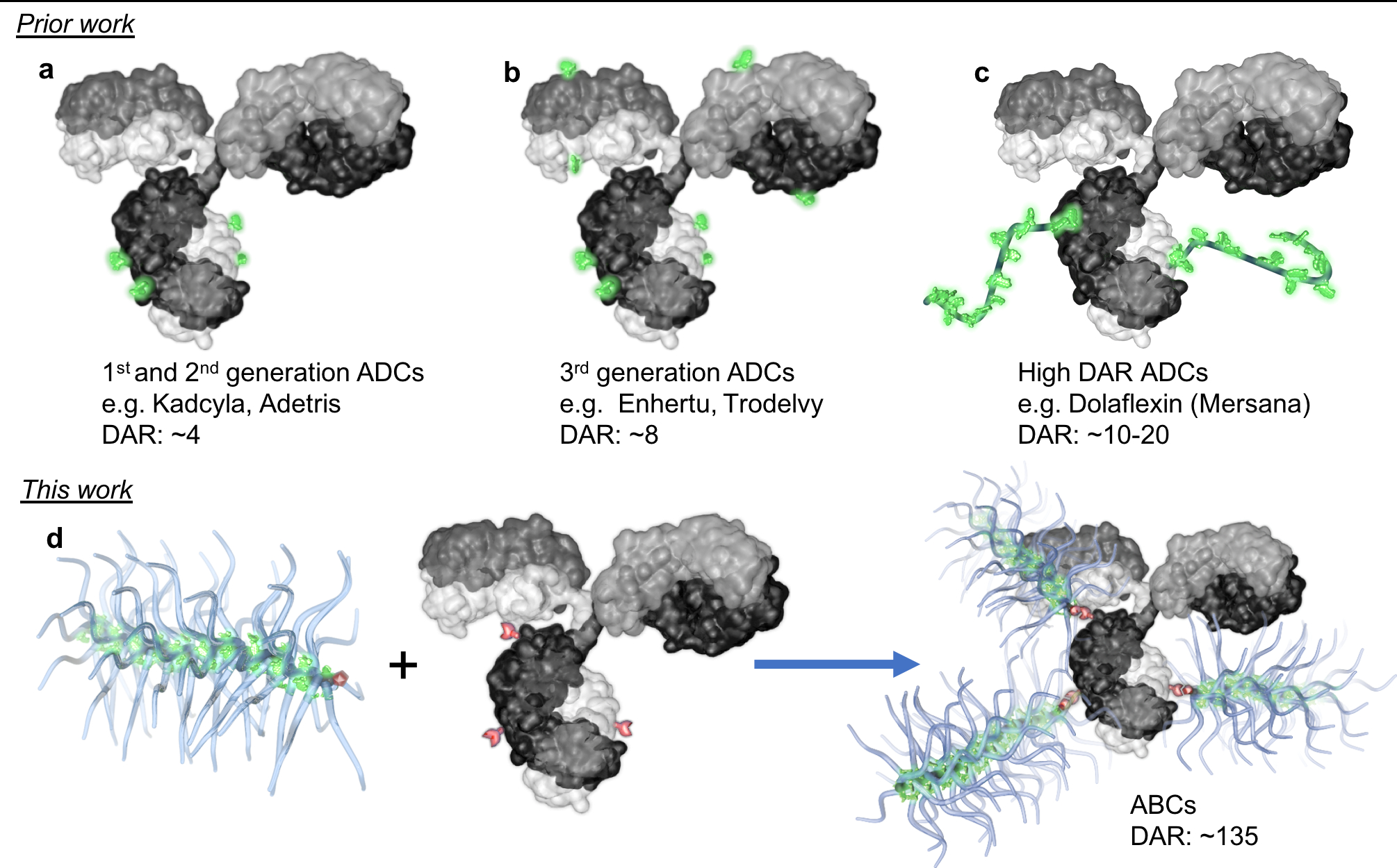 Antibody bottlebrush prodrug conjugates (ABCs): A fundamentally new ...