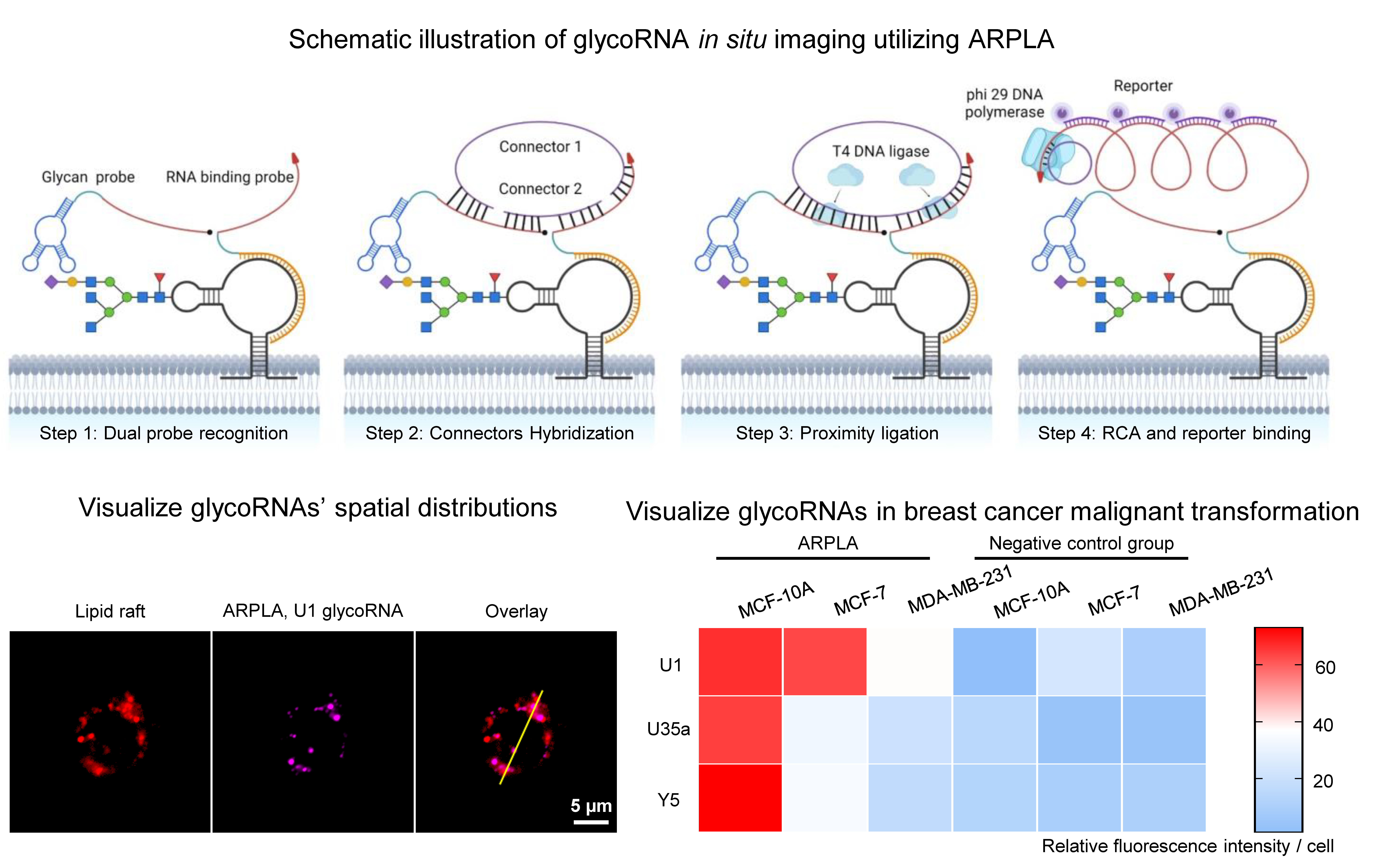 Spatial imaging of GlycoRNAs in cell and tissue via proximity ligation assay - American Chemical ...