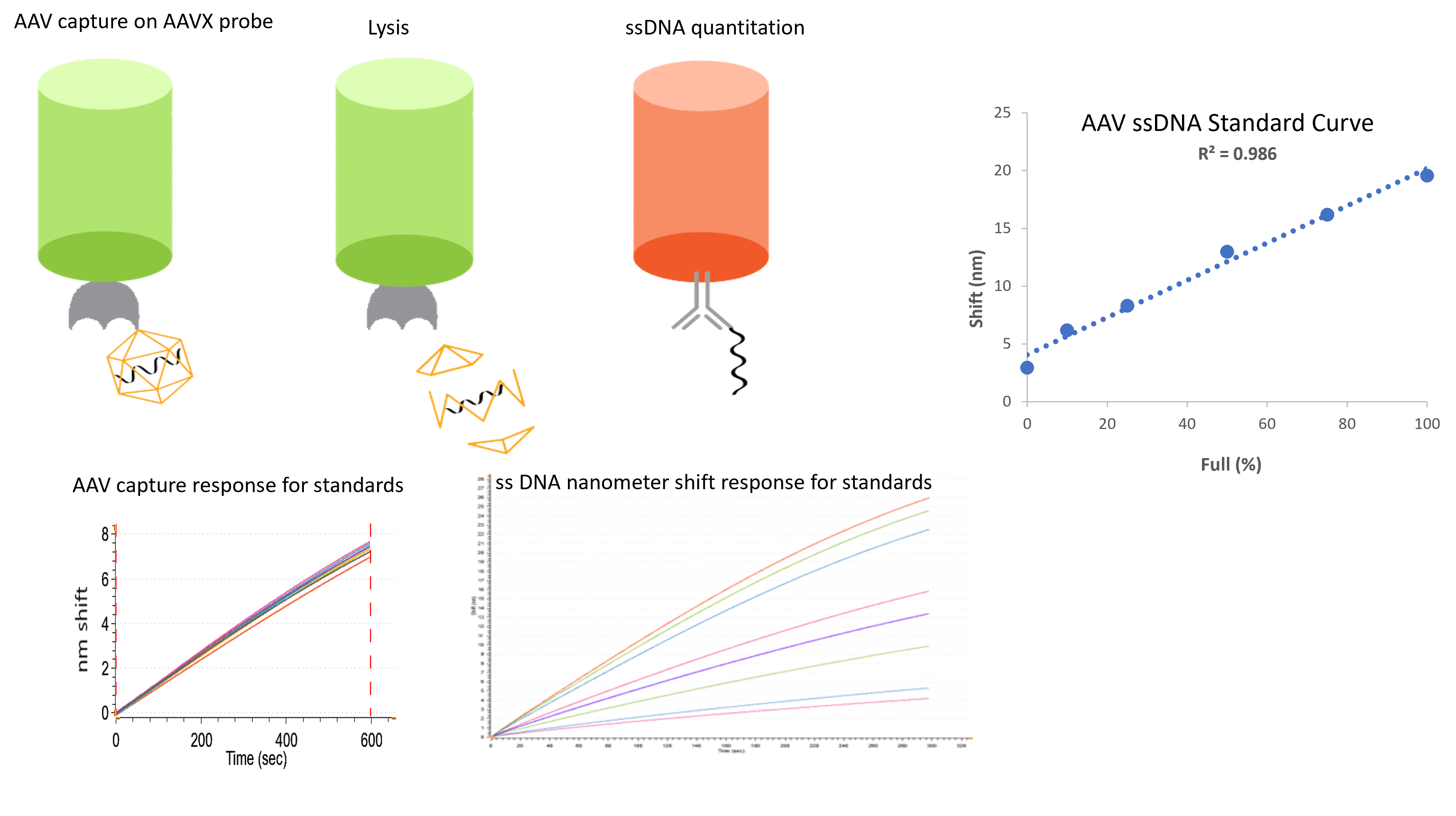 Innovative biolayer interferometry (BLI) based method for determination ...