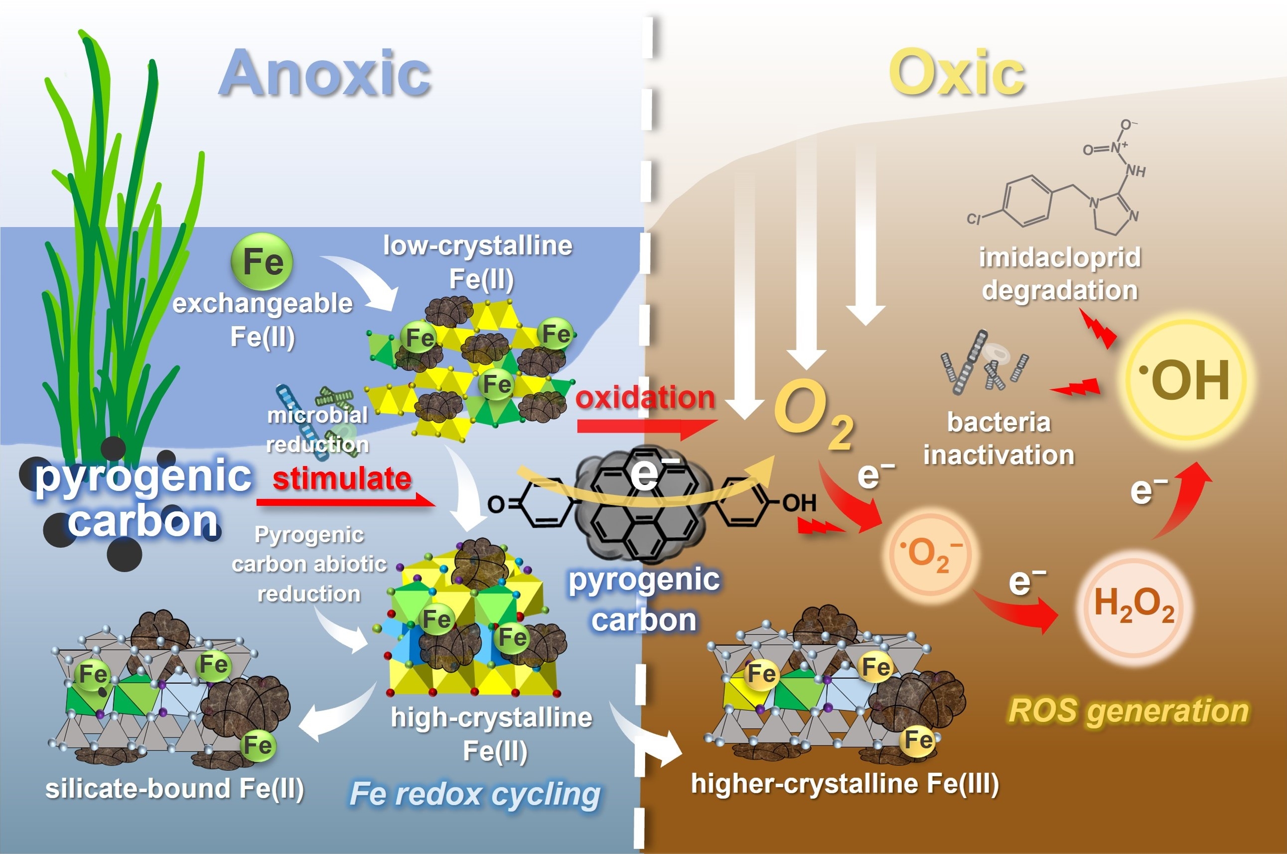 Pyrogenic carbon accelerates iron cycling and hydroxyl radical ...