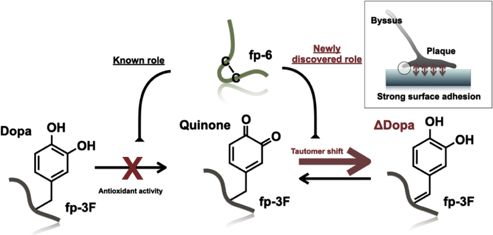 Equilibrium between tautomeric forms of oxidized dopa is regulated by ...