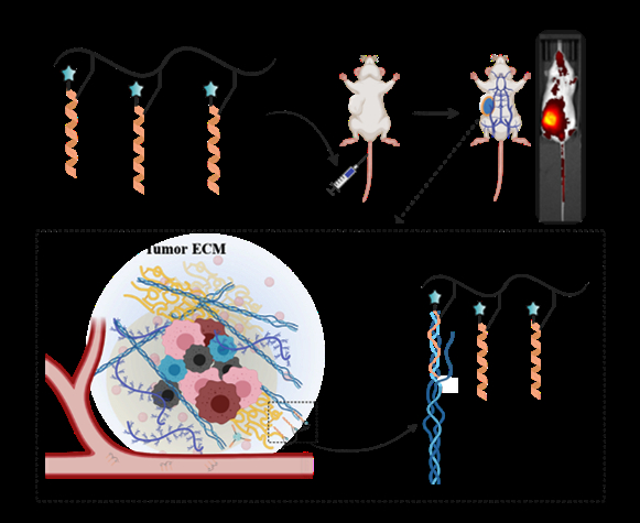Water-soluble polymer-collagen hybridizing peptide conjugates for ...