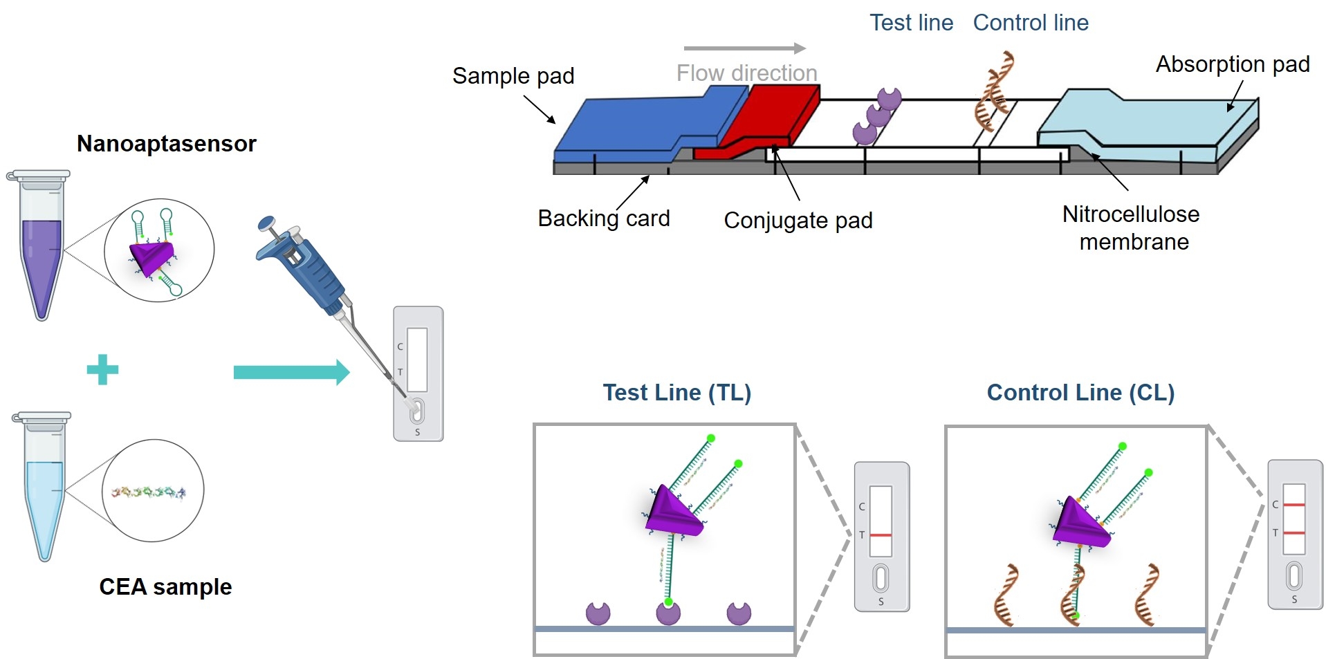 Bimodal lateral-flow nanoaptasensor for the detection of carcinoembryonic antigen - American ...