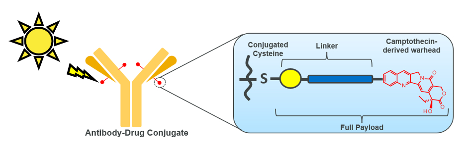 Impact of light exposure on topoisomerase I inhibitor antibody-drug ...