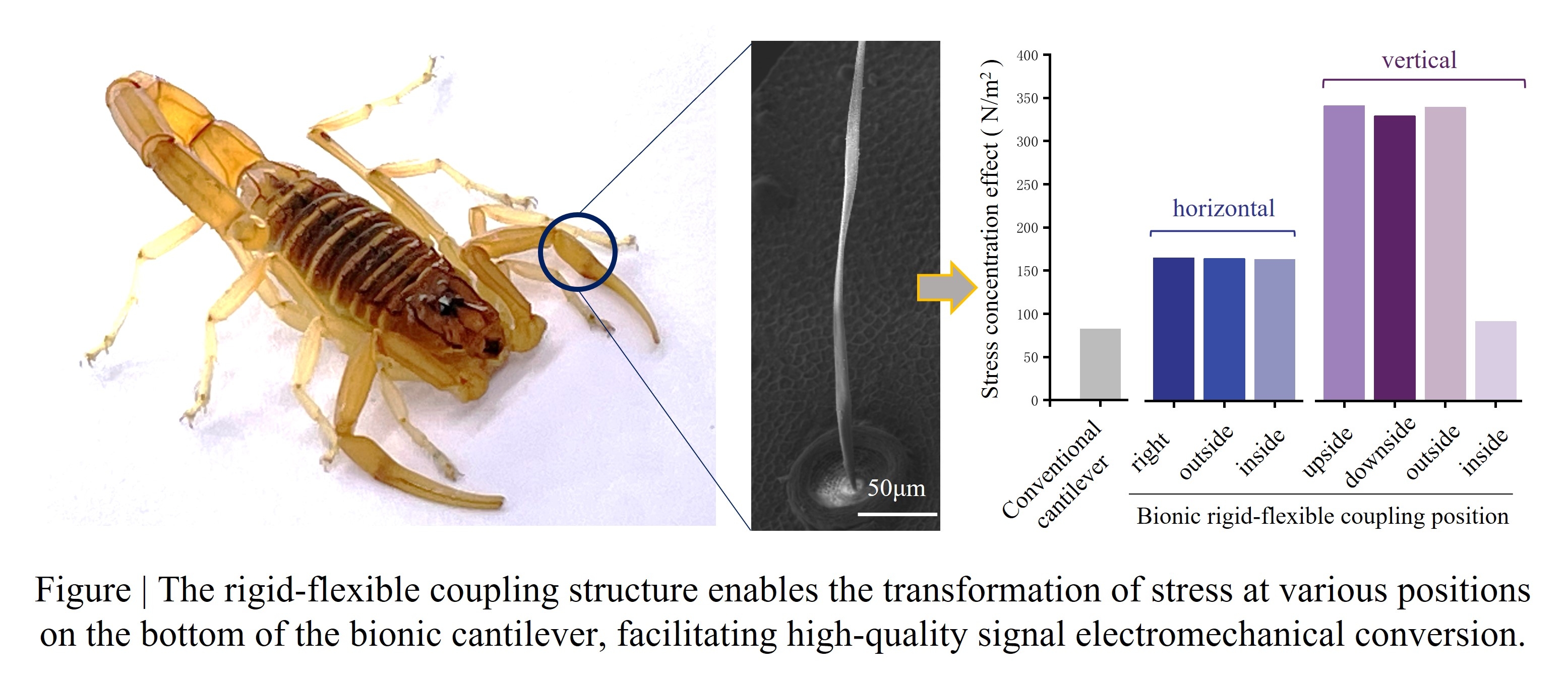Next-Gen bionic cantilever sensors: Enhancing sensitivity and range ...