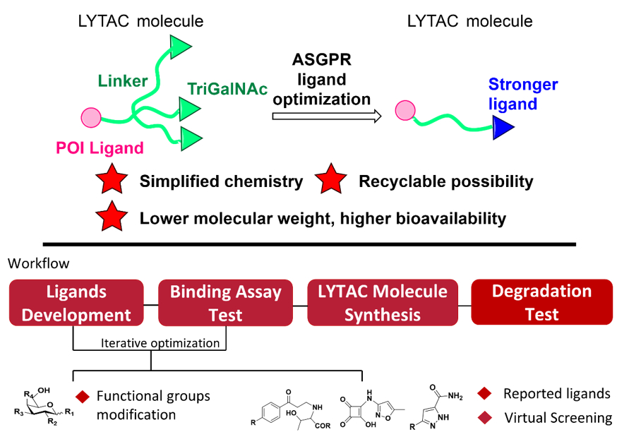 Asialoglycoprotein receptor (ASGPR) ligand development for Lysosome ...