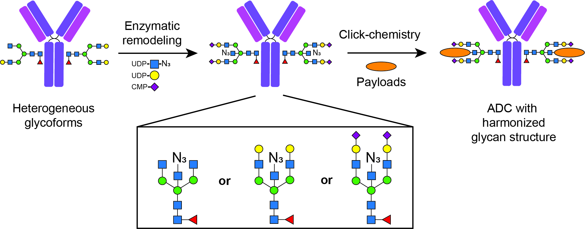 Bisecting glycan-bridged conjugation: A strategy for site-specific antibody-drug conjugation ...