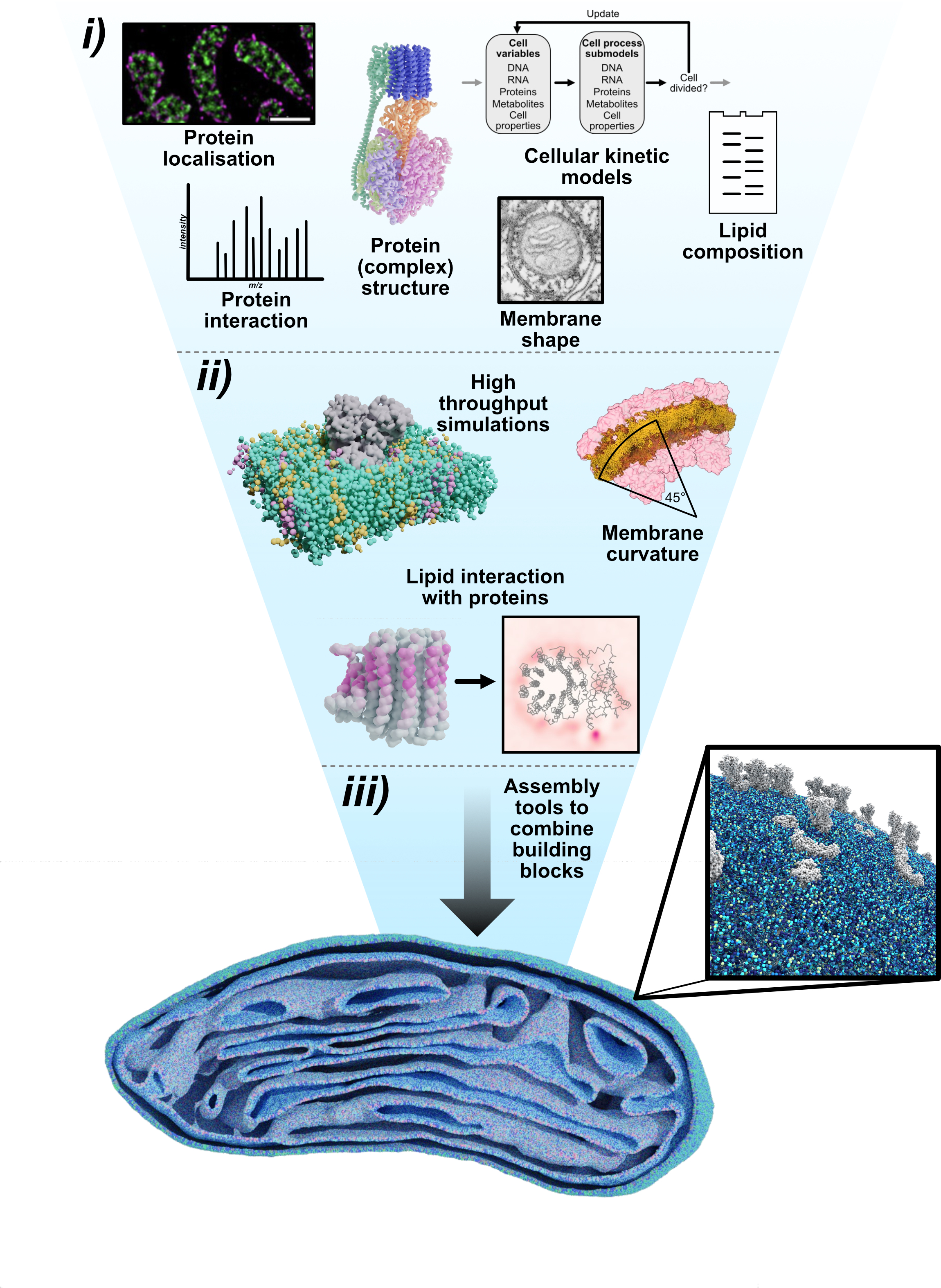 Mitochondria Model