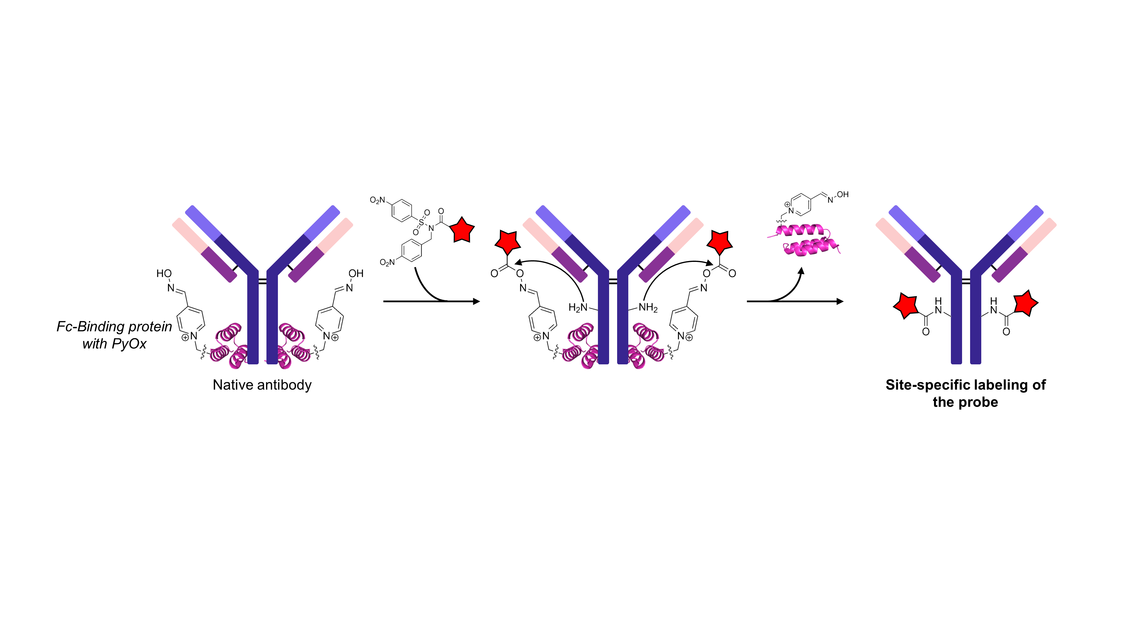 Affinity-directed site-specific protein labeling and its application to ...