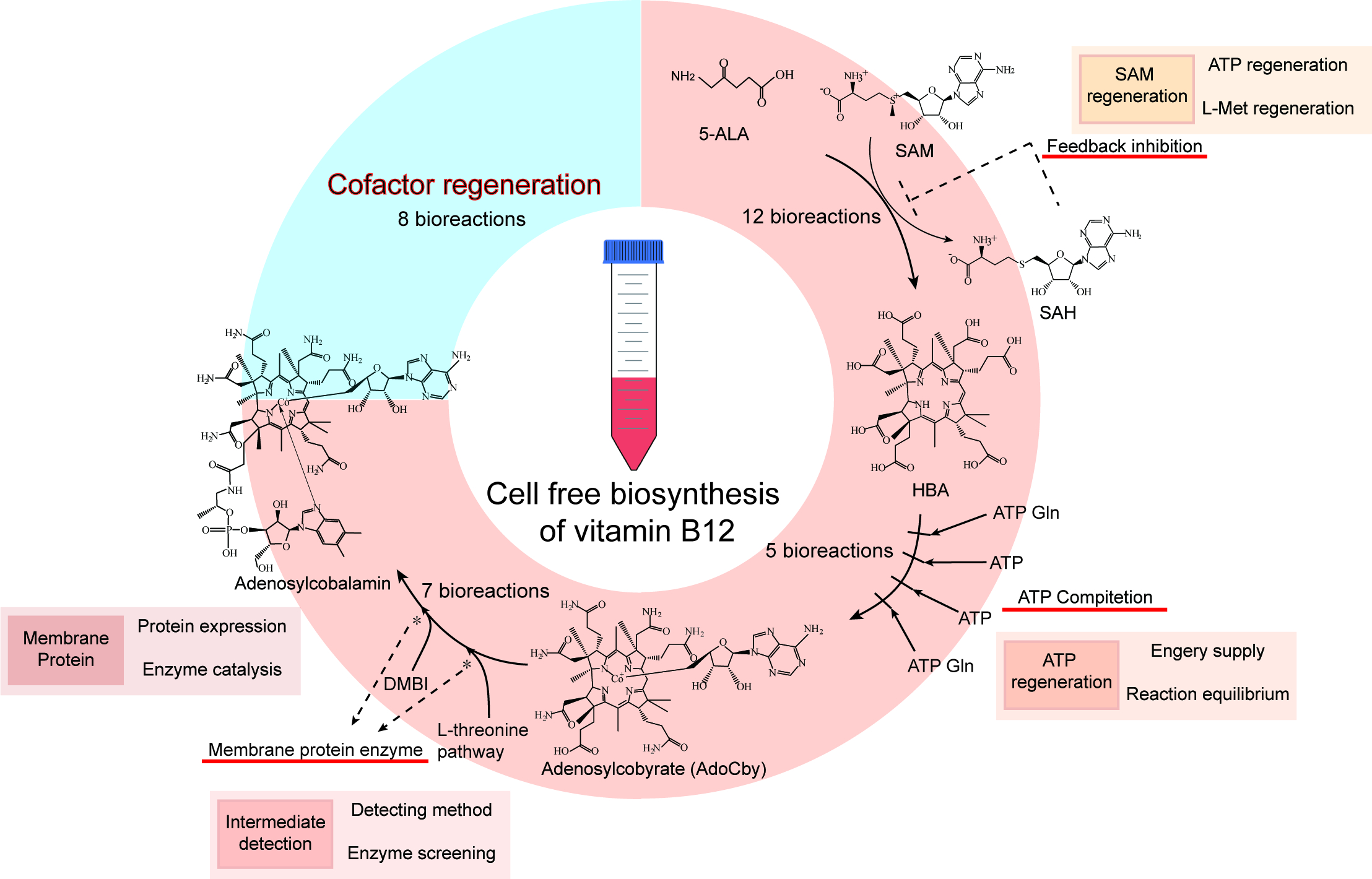 Cell-free biosynthesis of vitamin B12 - ACS Spring 2025 - American ...