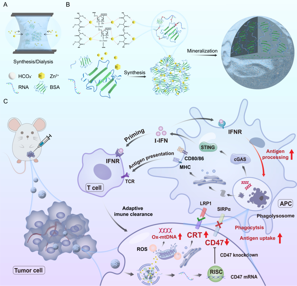 Zn2+-driven siRNA delivery system enhances CD47 blockade-Induced immune ...